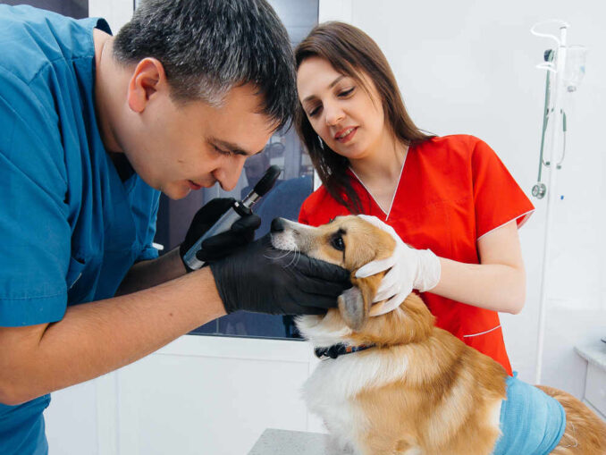 How to Treat Dog Eye Infections at Home, According to a Vet