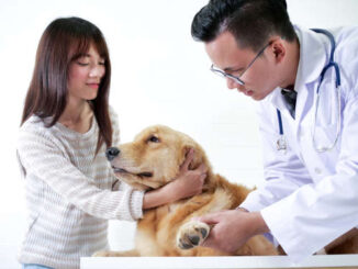 6 Eye Issues in Golden Retrievers: Our Eye Expert Explains