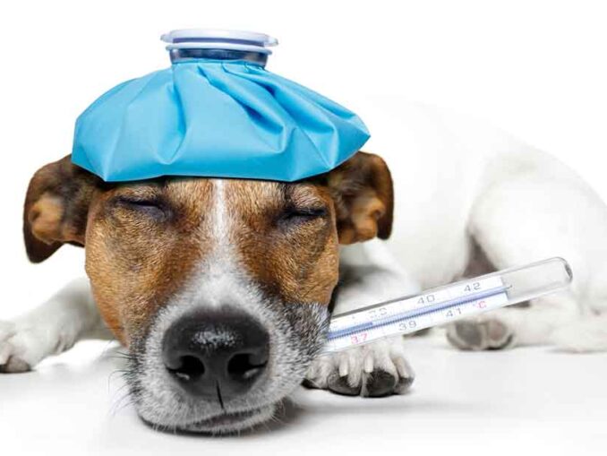 13 Common Dog Skin Lesions or Sores [with Pictures]