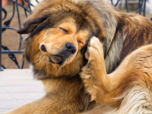 Dog Has Scabs On Ears: Top Causes & Vet Advice