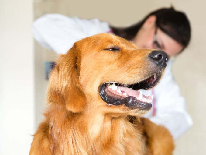 Swollen Anal Glands in Dogs: Our Vet Explains How to Help