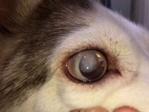 Swollen Dog Eyes: Our Vet Explains What to Do