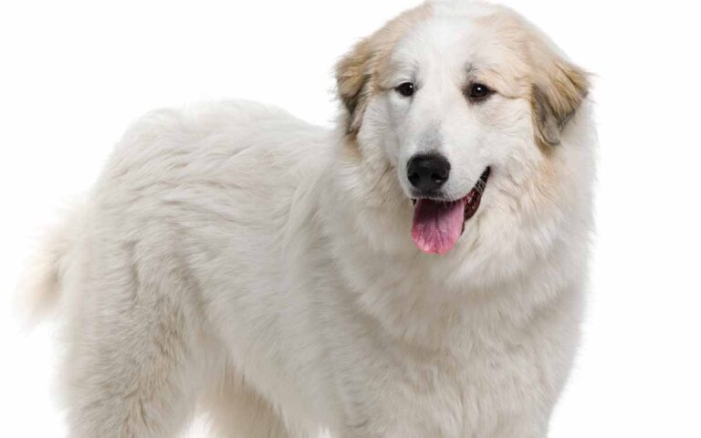 27 Fluffy White Dog Breeds that Will Amaze You