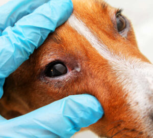 Ask a Vet: My Dog Lost Hair Around Their Eyes