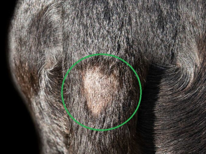 Dry Flaky Skin (Dandruff) with Hair Loss in Dogs [Vet Advice]