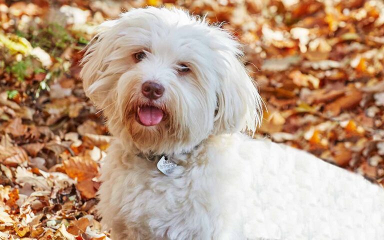 18 Best Small White Dog Breeds (With Cute Images!)