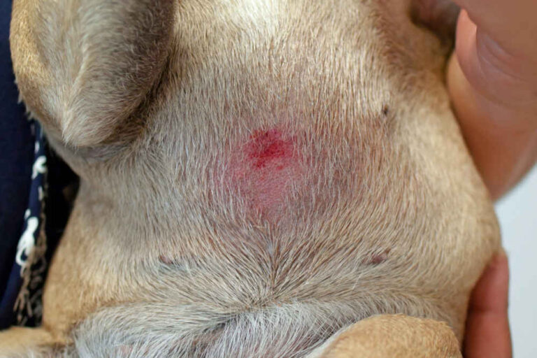 Pictures of Belly Rashes in Dogs [With Vet Advice]
