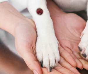 Histiocytomas in Dogs: Pictures & What to Do