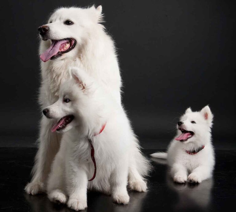 27 Fluffy White Dog Breeds that Will Amaze You