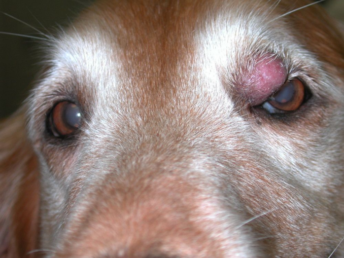 What Do Mast Cell Tumors Look Like? [Pictures]