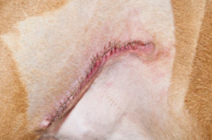 4 Dog Wound Healing Stages [With Pictures] and Signs of Healing Issues