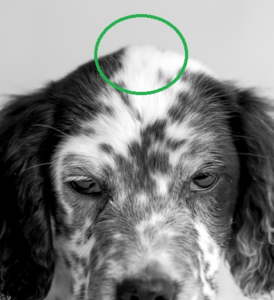 Dog Occiput: FAQ About This Bump On Your Dog's Head