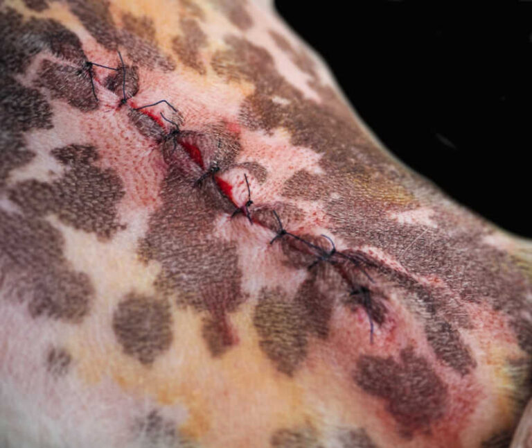 Spay Incision Infections in Dogs [w/ Pictures & Vet Info]