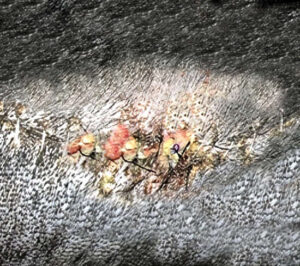 Spay Incision Infections in Dogs [w/ Pictures & Vet Info]