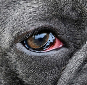 14 Pictures of Dog Eye Infections [With Vet Advice]