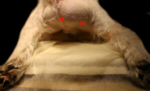 Pictures Of Dogs with Hernias: What Hernia Looks Like