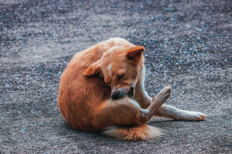 Dog Losing Hair On Tail & Back Legs: Top Causes w/ Images