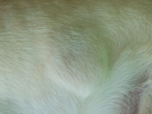 Lipomas in Dogs: What They Look Like [With Pictures]