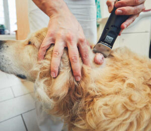 Lipomas in Dogs: What They Look Like [With Pictures]