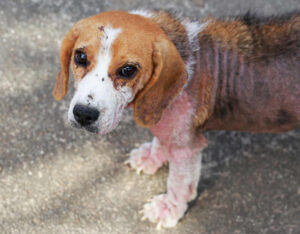 Pustules on Dog's Skin w/Pictures: Top Causes & What to Do