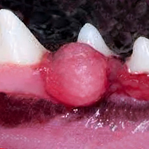 Mouth Sores In Dogs Pictures Veterinarian Advice Mouth Sores In Dogs Pictures Veterinarian Advice