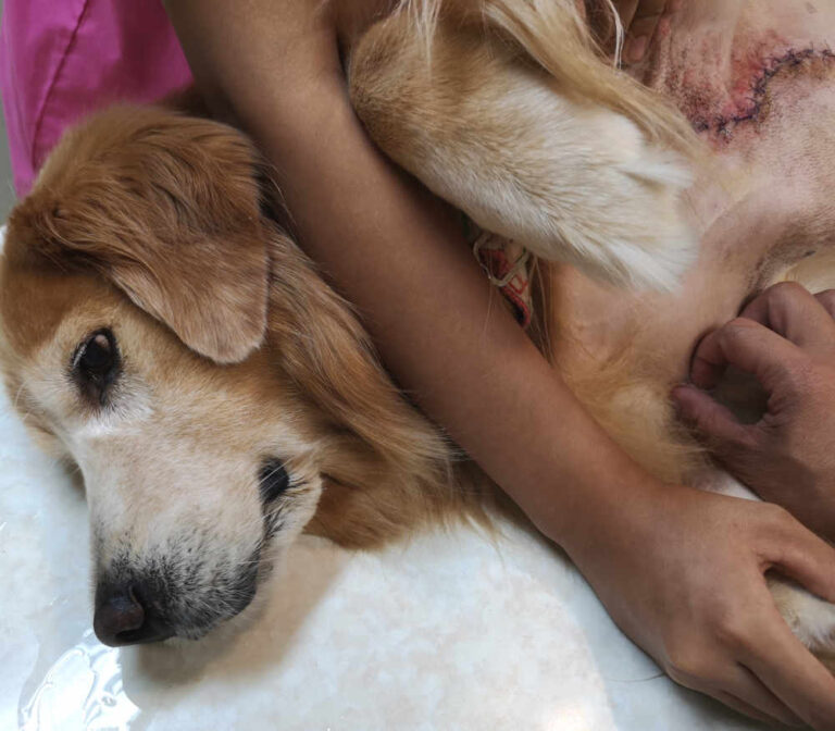 13 Pictures of Mast Cell Tumors in Dogs [With Vet Comments]