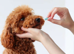 Best Sleeping Pills for Dogs: Vet Explains How to Use Safely