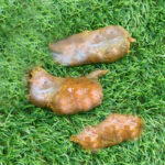 Pictures of Mucus in Dog's Stools, With Veterinarian Comments