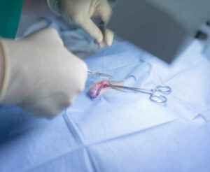 What Neutered Dogs Look Like [11 Pictures + Vet Advice]