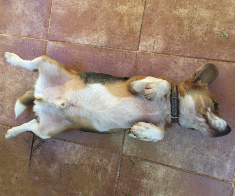 What Neutered Dogs Look Like [11 Pictures + Vet Advice]