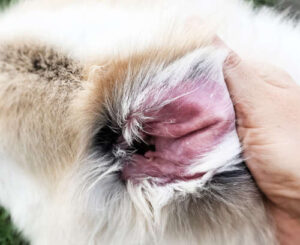 Pictures of Ear Mites in Dogs: What They Look Like and How to Treat Them