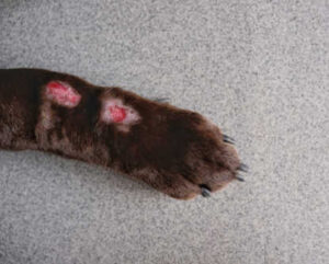 Paw Problems: 8 Common Lumps on Dog Paws [16 Pictures]