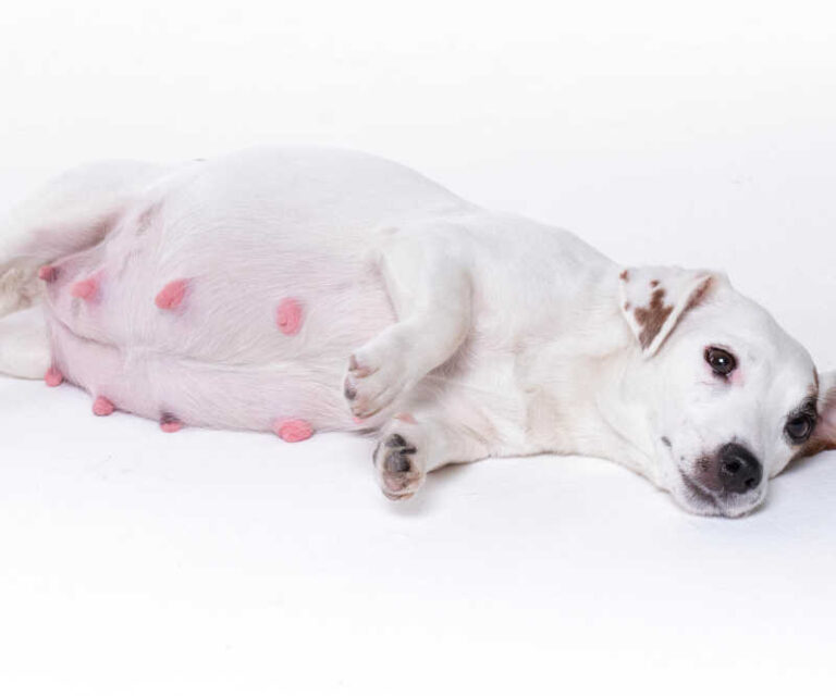 20 Dog Pregnancy Pictures, Week by Week, Chosen by Our Vets