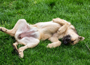 20 Dog Pregnancy Pictures, Week by Week, Chosen by Our Vets