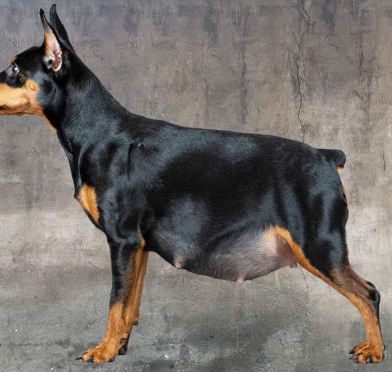 20 Dog Pregnancy Pictures Week By Week Chosen By Our Vets 20 Dog Pregnancy Pictures Week By Week Chosen By Our Vets