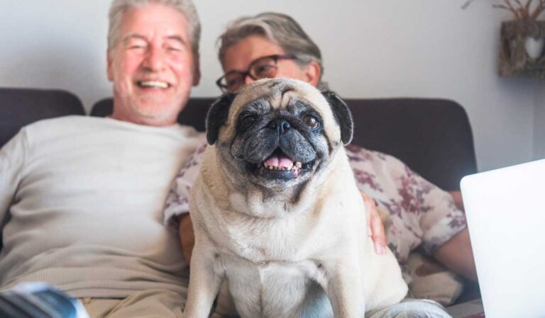 Best Small Dogs for Seniors - Senior Tail Waggers