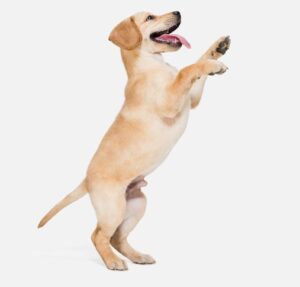 Best Sleeping Pills for Dogs: Vet Explains How to Use Safely