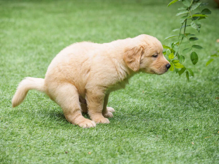 7 Effective Home Remedies to Help a Constipated Dog: Our Vets Explain