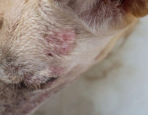 Ask Our Vet: Dog Ingrown Hairs [Pics, Treatments, Tips]