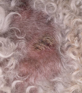 12 Pictures of Ringworm in Dogs [Mild to Severe Cases]
