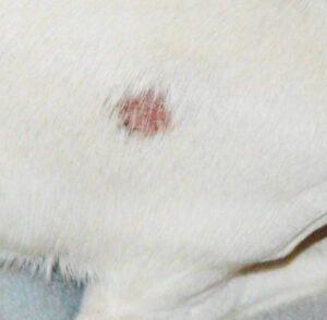 Pictures of Ringworm in Dogs - With Veterinarian Tips