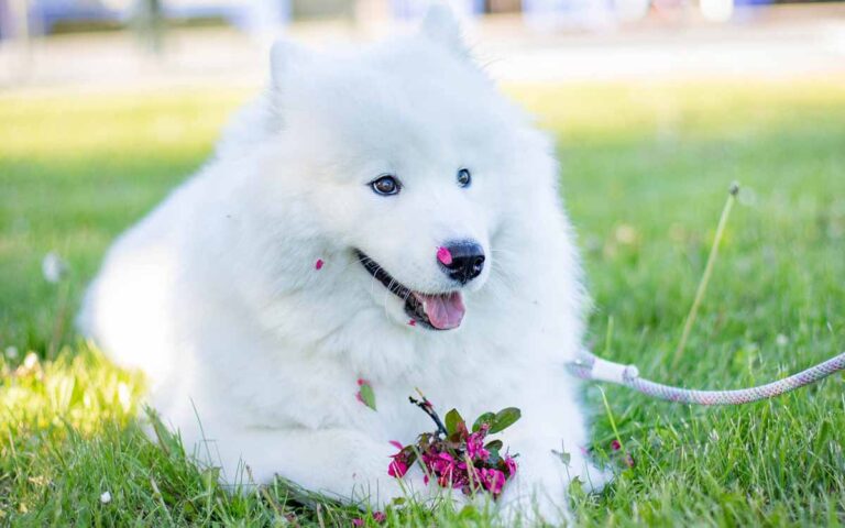 55 White Dog Breeds: Fluffy, Small and Large (with Cute Pics)