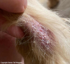 Crusty Scabs on Dogs: Top Causes and What To Do [Vet Advice]