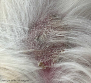 Scabs on Dog’s Head or Neck: Top Reasons [With Pictures]