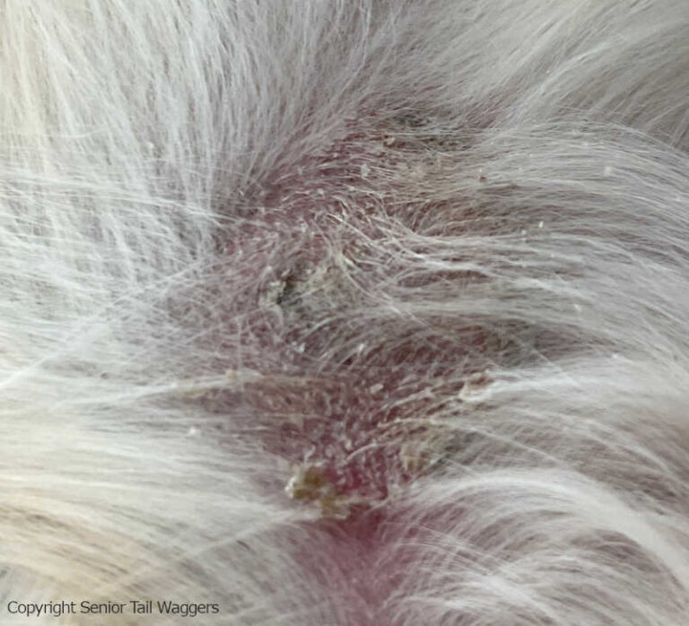 Bumps Under A Dog’s Fur: 5 Likely Reasons & What to Do