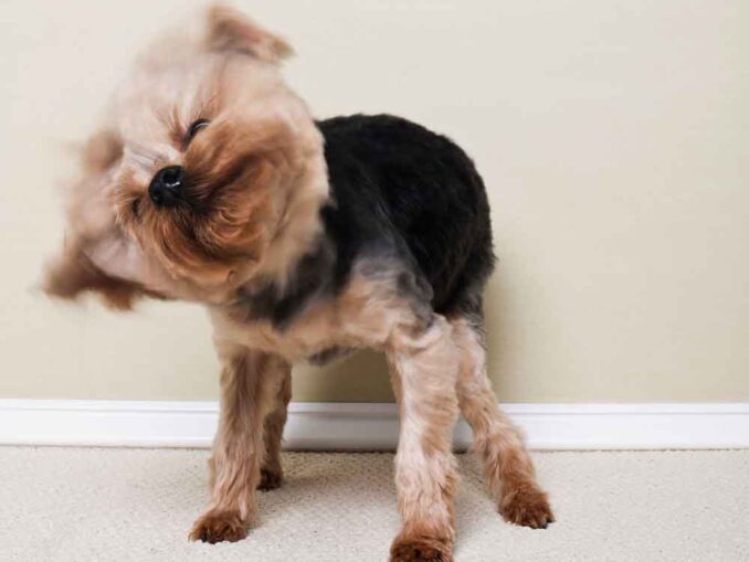 Dog Losing Balance & Falling: Our Vet Shares What to Do
