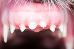 Pictures of Teeth by Dog Age: From Puppy to Senior Dog