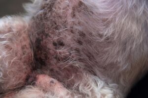 Groin Rash on Dog [With Photos]: Our Vet Shares What to Do