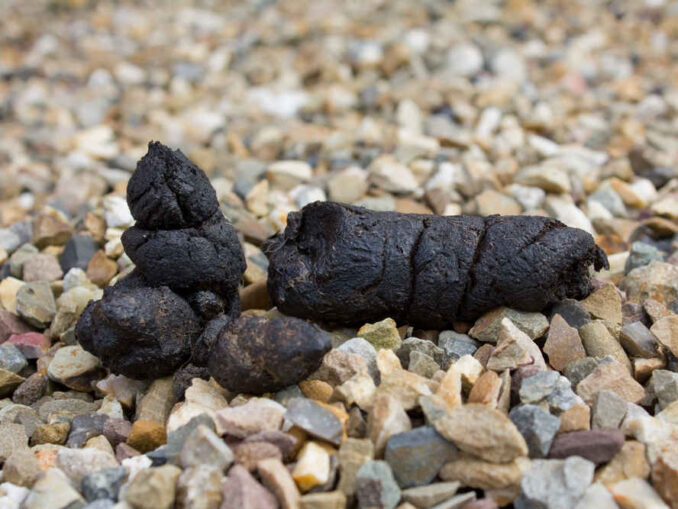 White Dog Poop: Why It Happens and What to Do