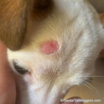 12 Pictures of Ringworm in Dogs [Mild to Severe Cases]